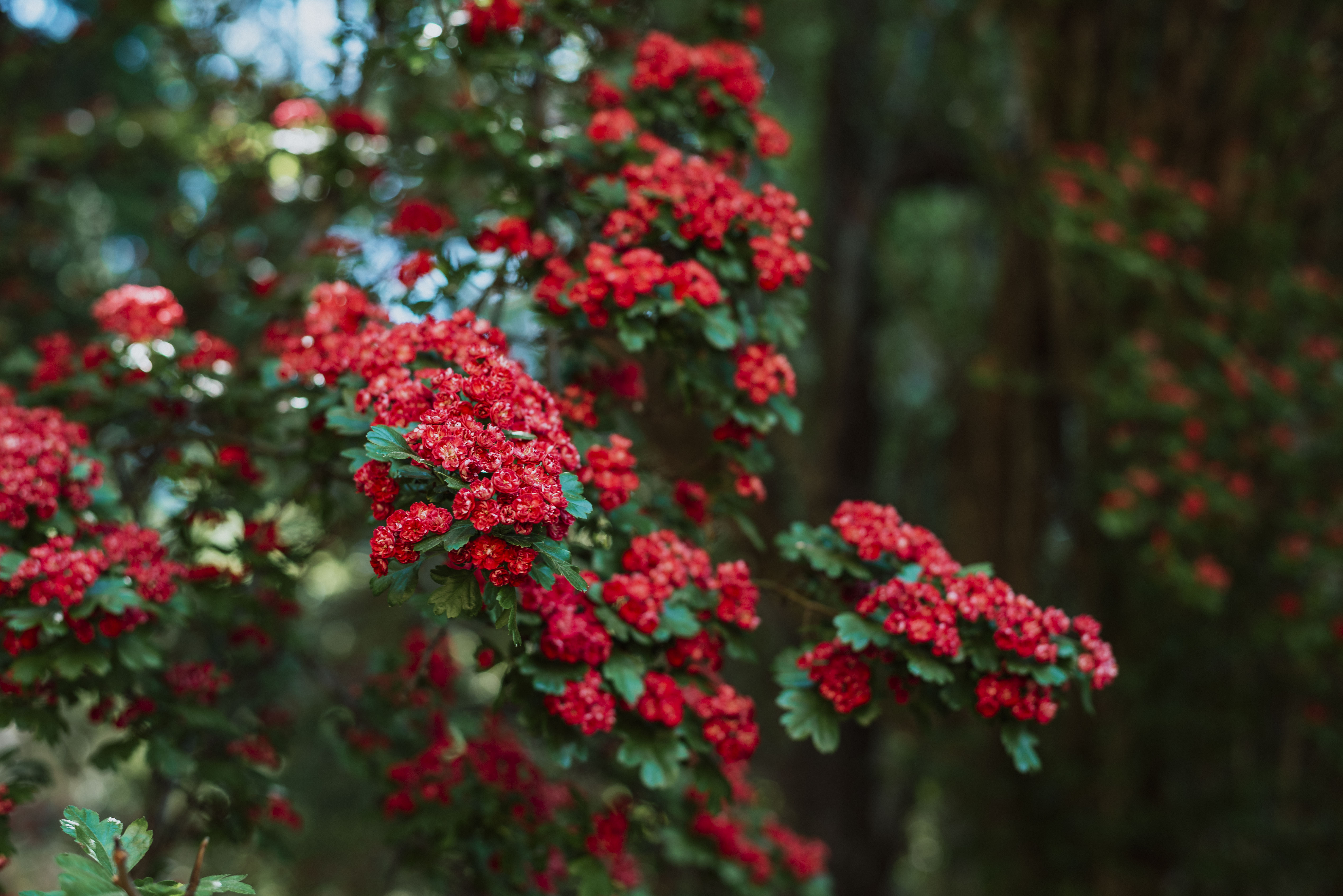 Cau Cau_126 – Cau Cau – Isla Victoria y Bosque de Arrayanes